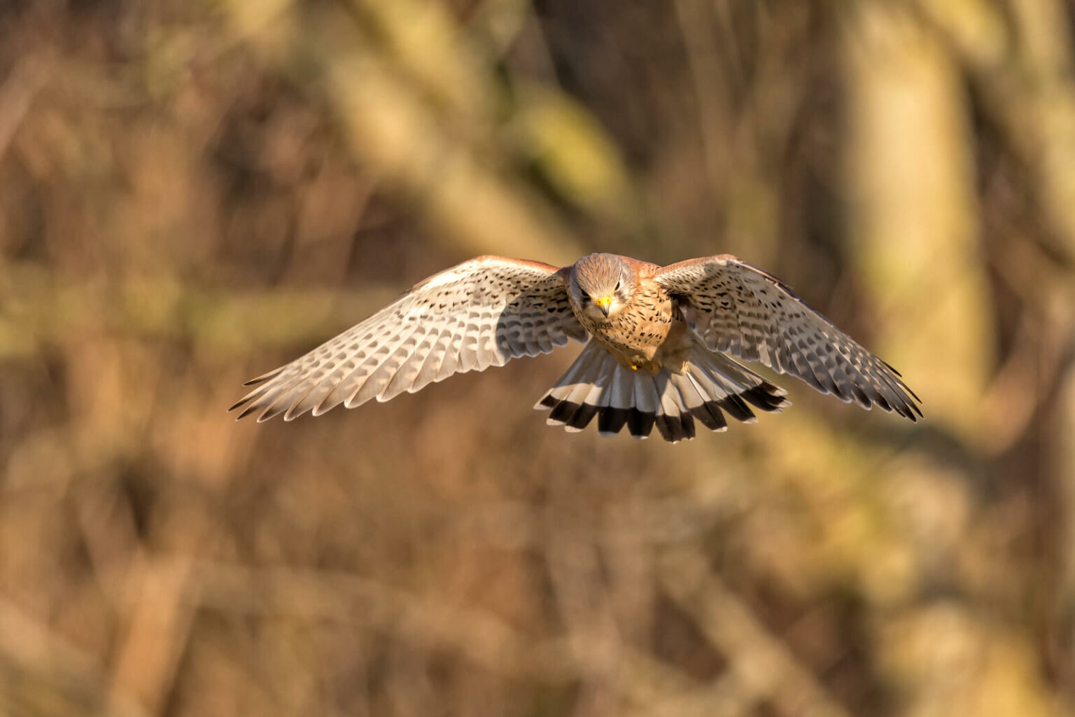 Home - Avian Conservation and Ecology